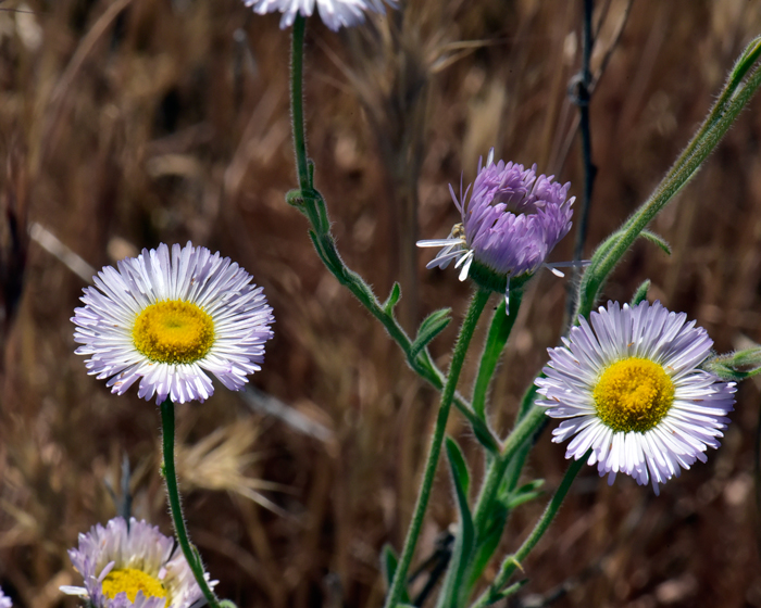 Erigeron divergens, Spreading Fleabane, Southwest Desert Flora